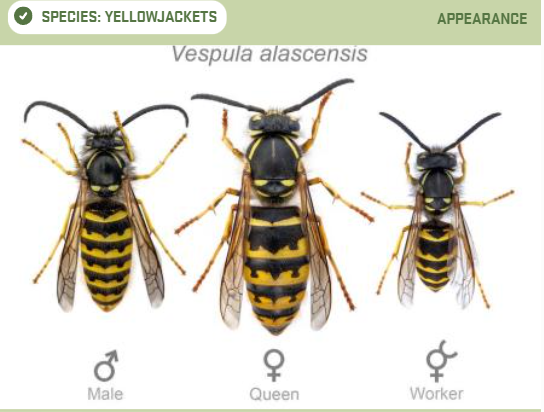 Annual reminder: Now is the time to set traps for yellow jacket queens ...