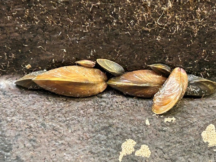 Golden mussels found in the Sacramento-San Joaquin Delta leads to ...