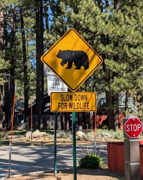 Bear Crossing/Slow Down For Wildlife signs being installed in South ...