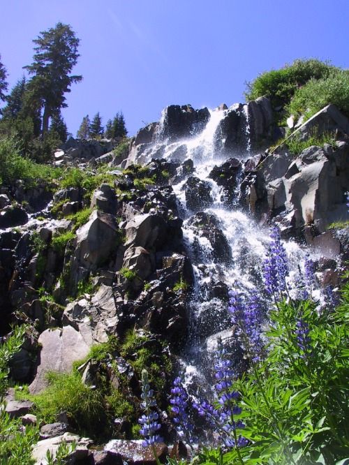 Galena Falls Wildflower Hike with TINS - South Tahoe Now