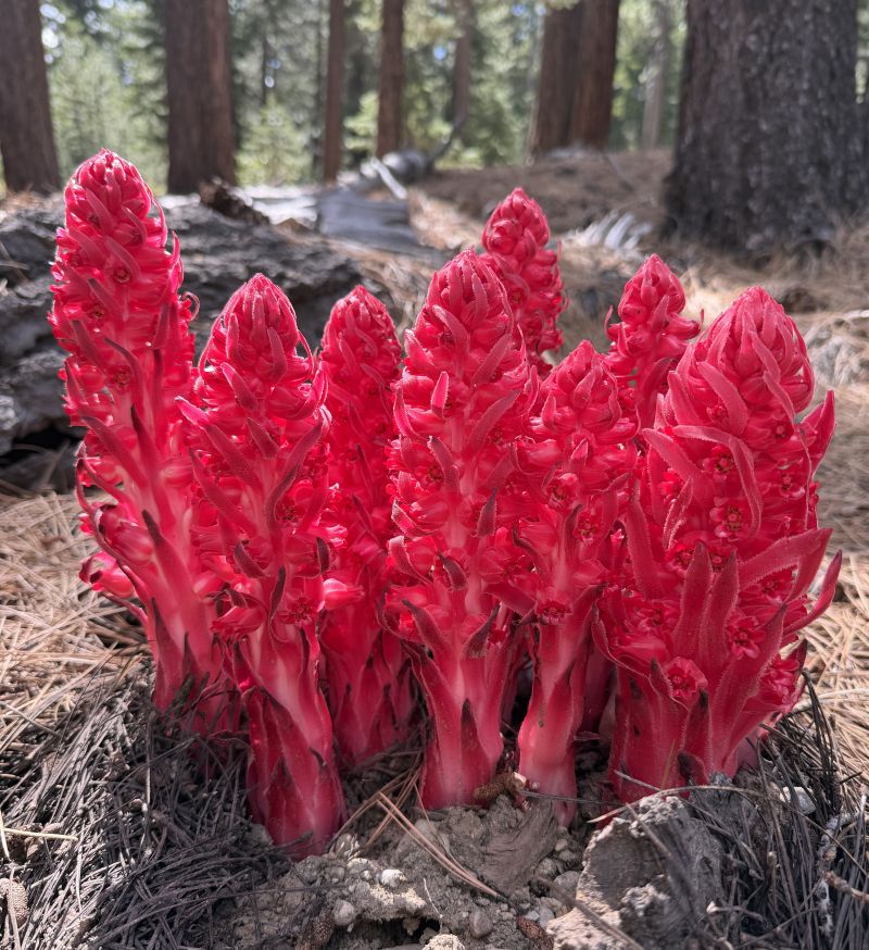 Tahoe Plant Book Project opens final field season to community ...