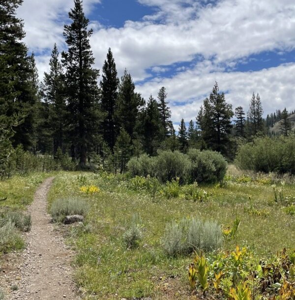 Western White Pines Hike with Sugar Pine Foundation - South Tahoe Now